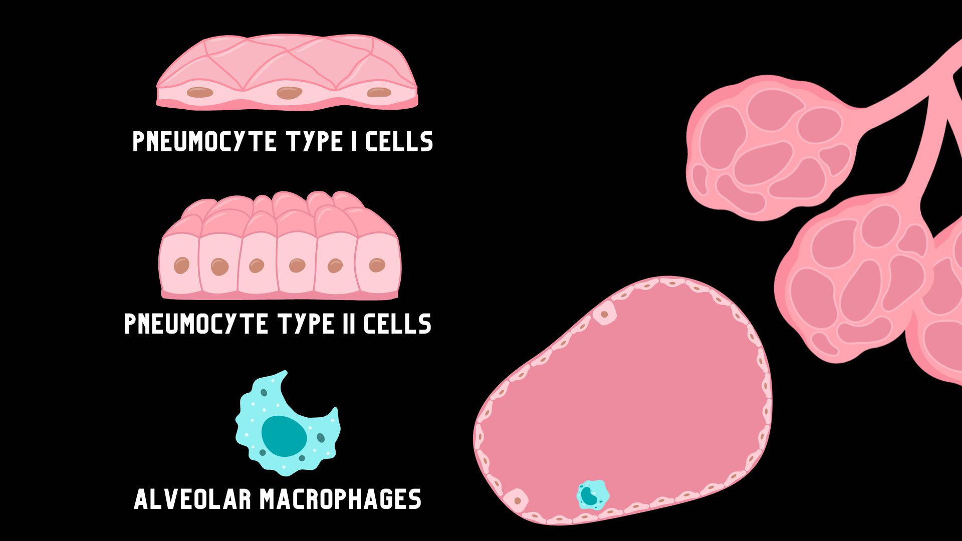 Pulmonary Alveoli and Gas Exchange | Real 3D Anatomy